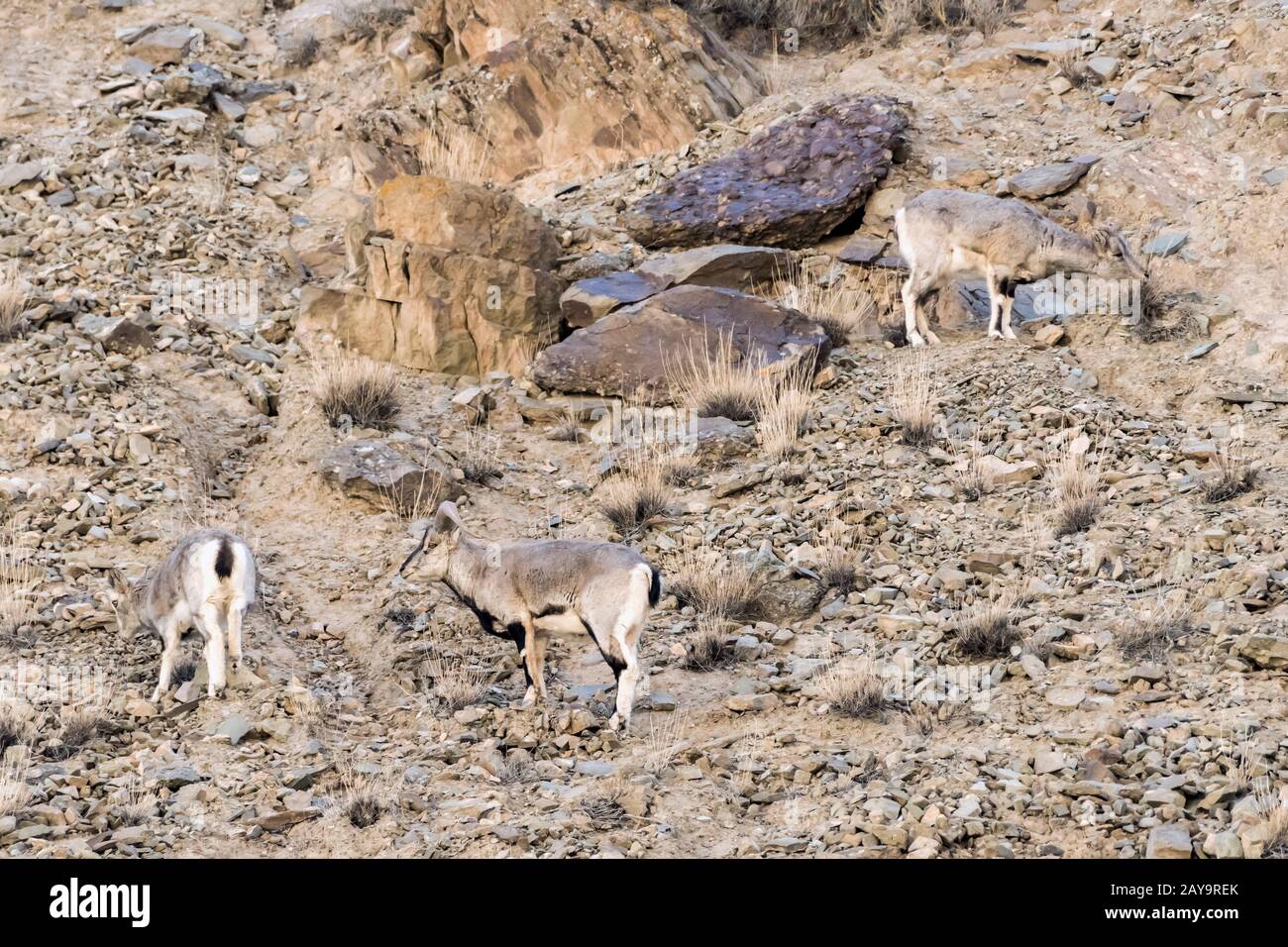 Blue sheep blend in with their mountain habitat, Hemis National Park ...