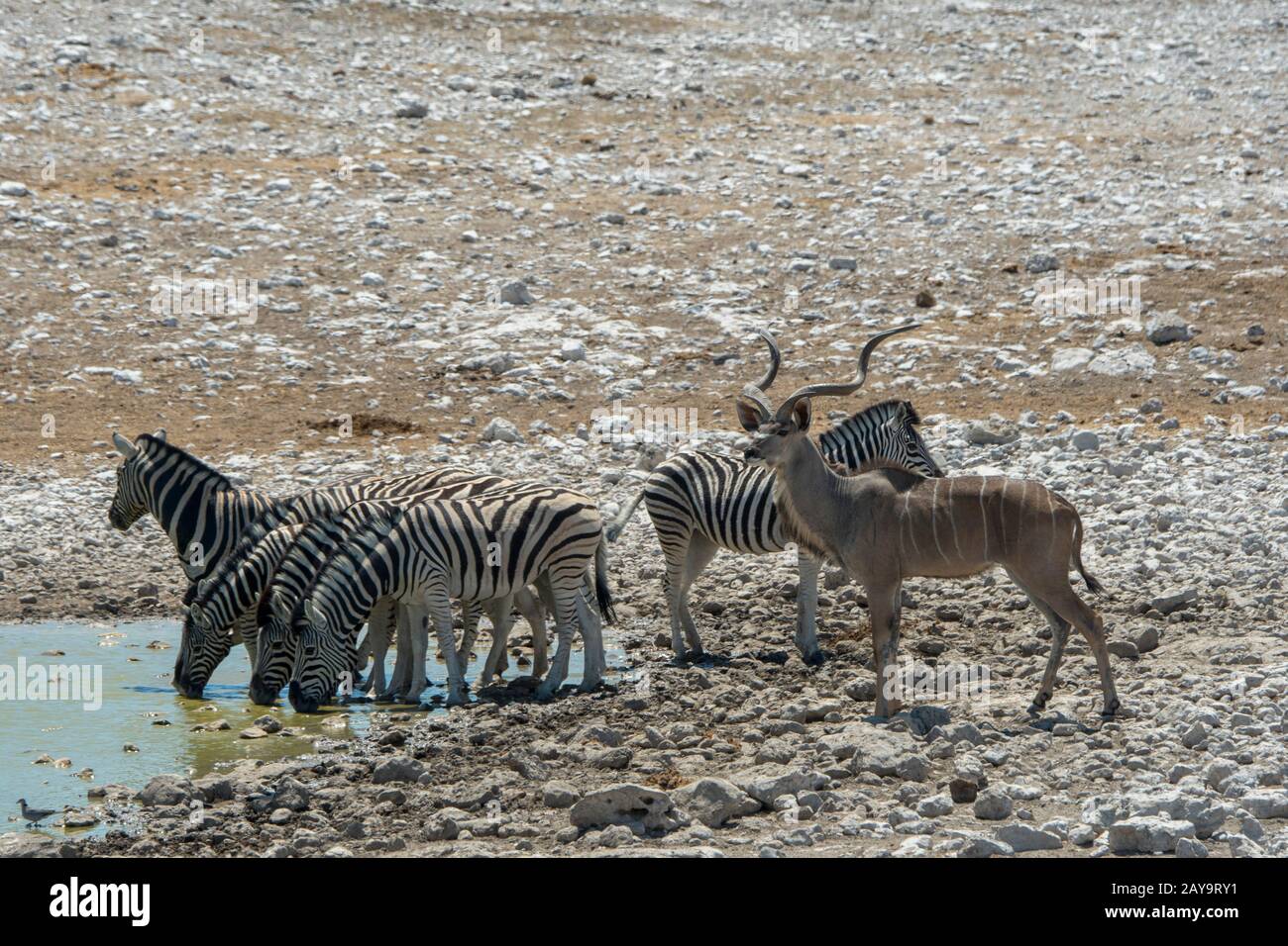 Plains zebras (Equus quagga, formerly Equus burchellii), also known as ...