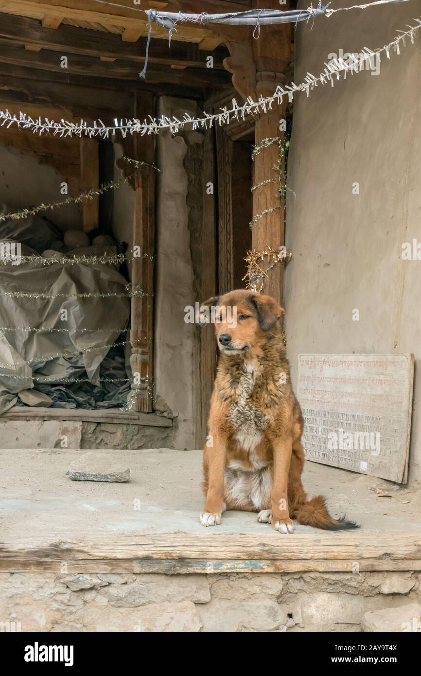 Street dog with tinsel, Leh, Ladakh, India Stock Photo - Alamy