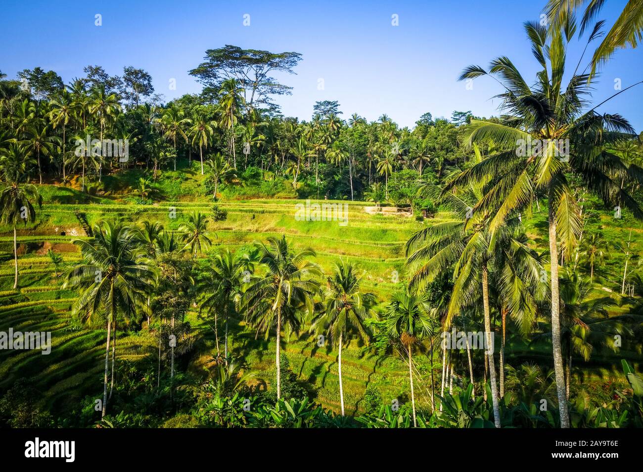 Paddy field rice terraces, ceking, Ubud, Bali, Indonesia Stock Photo ...