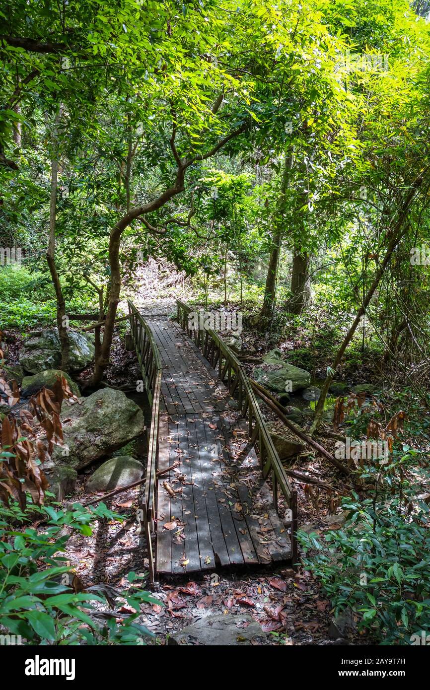 Old wooden bridge in jungle, Chiang Mai, Thailand Stock Photo - Alamy