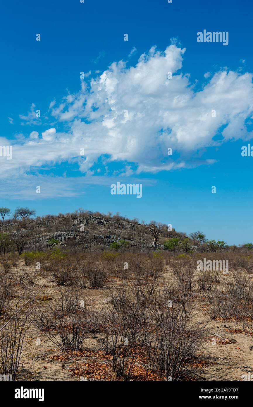A Moringa Oleifera tree in the desert landscape of the Ongava Game ...