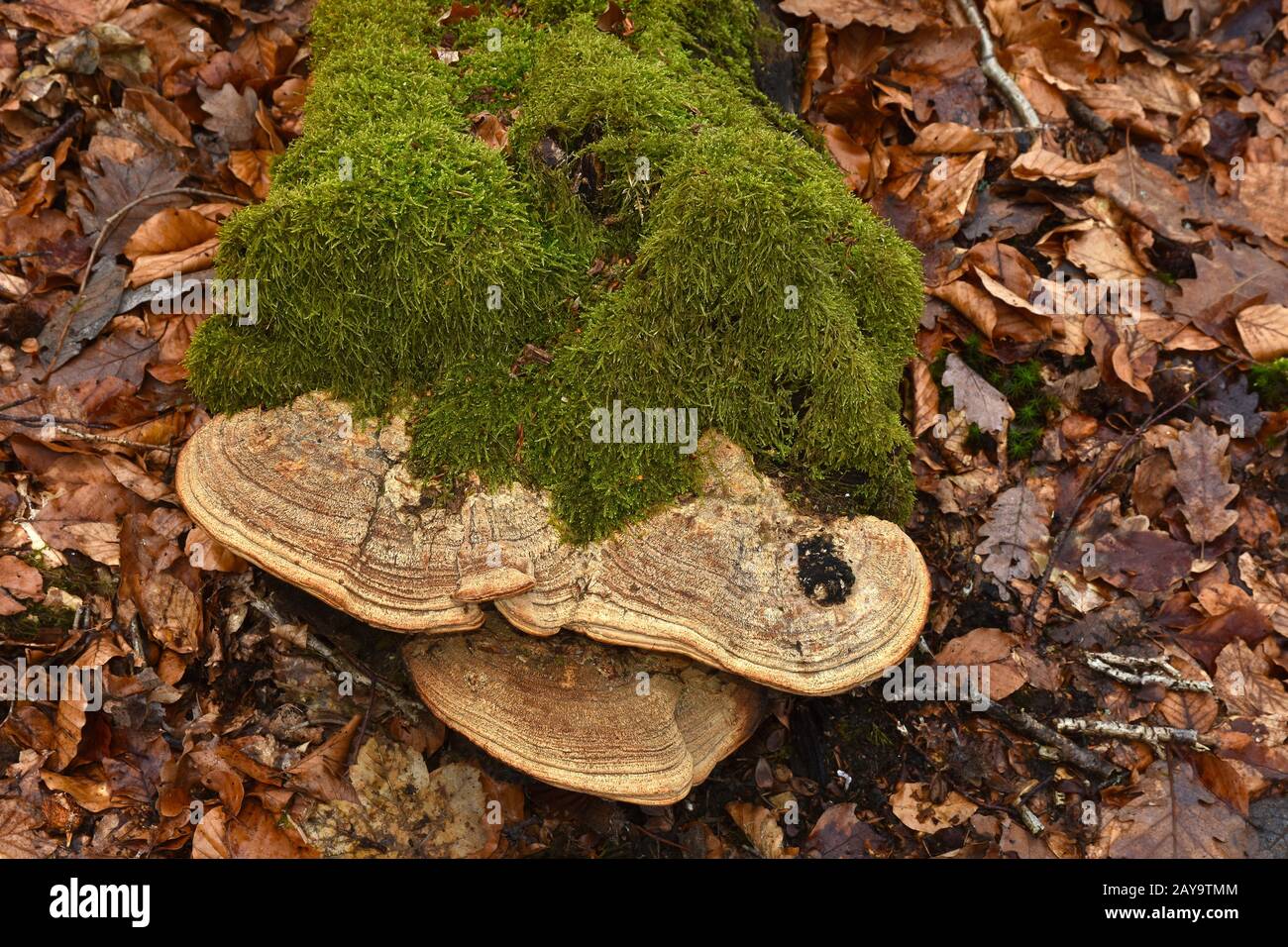 Rotender blatterwirrling hi-res stock photography and images - Alamy