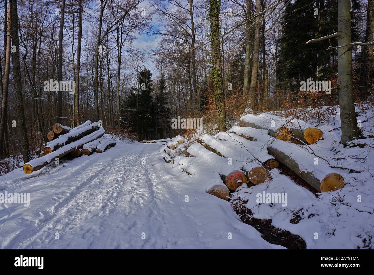 Frosty winter landscape forest hi-res stock photography and images - Alamy