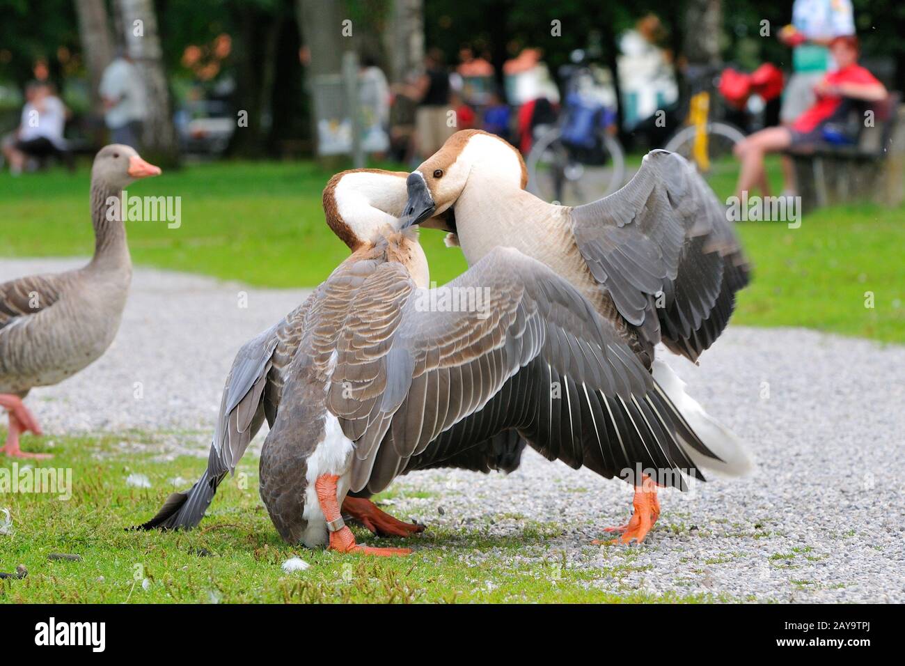 Goose fighting domestic hi-res stock photography and images - Alamy