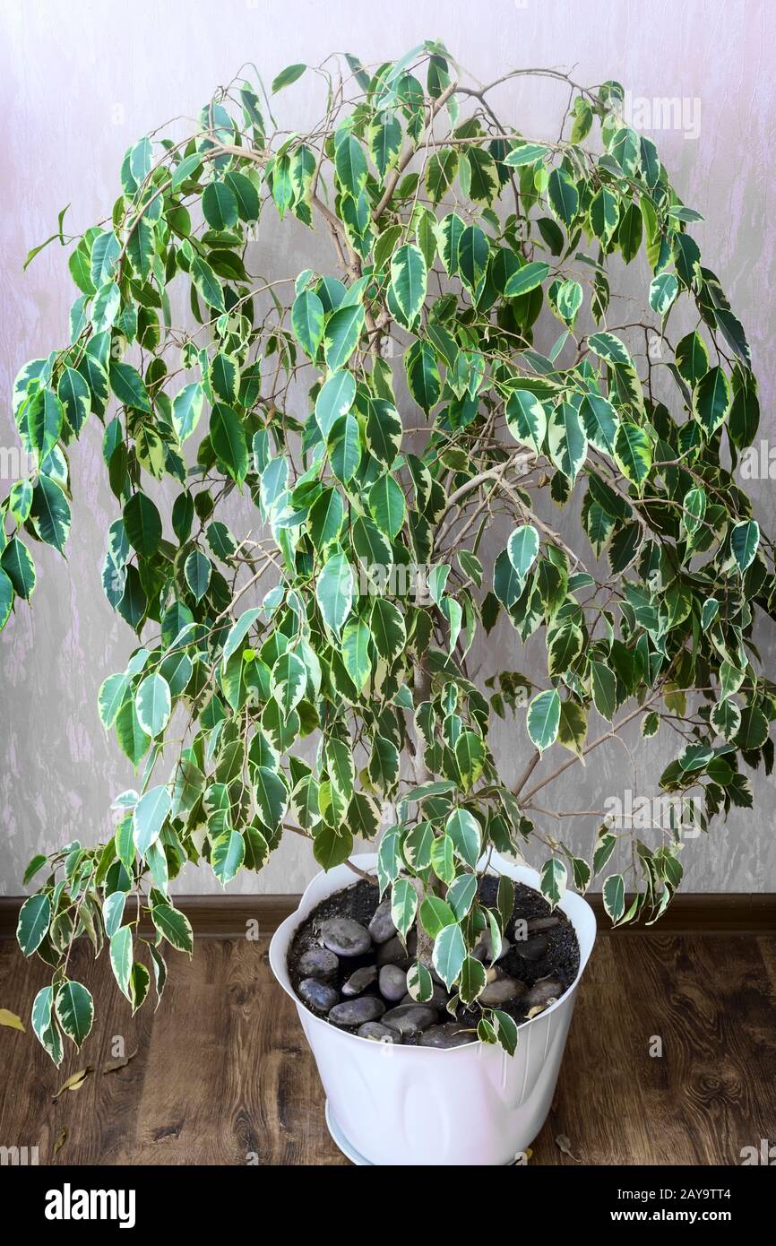 Decorative plant in a White pot: Benjamin ficus Stock Photo - Alamy