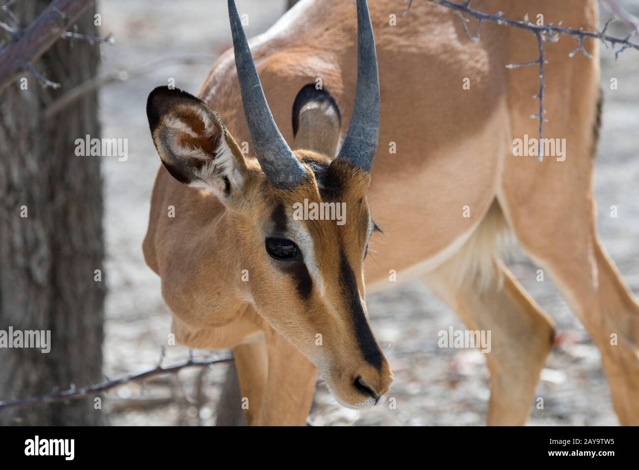 Black faced impalas hi-res stock photography and images - Alamy