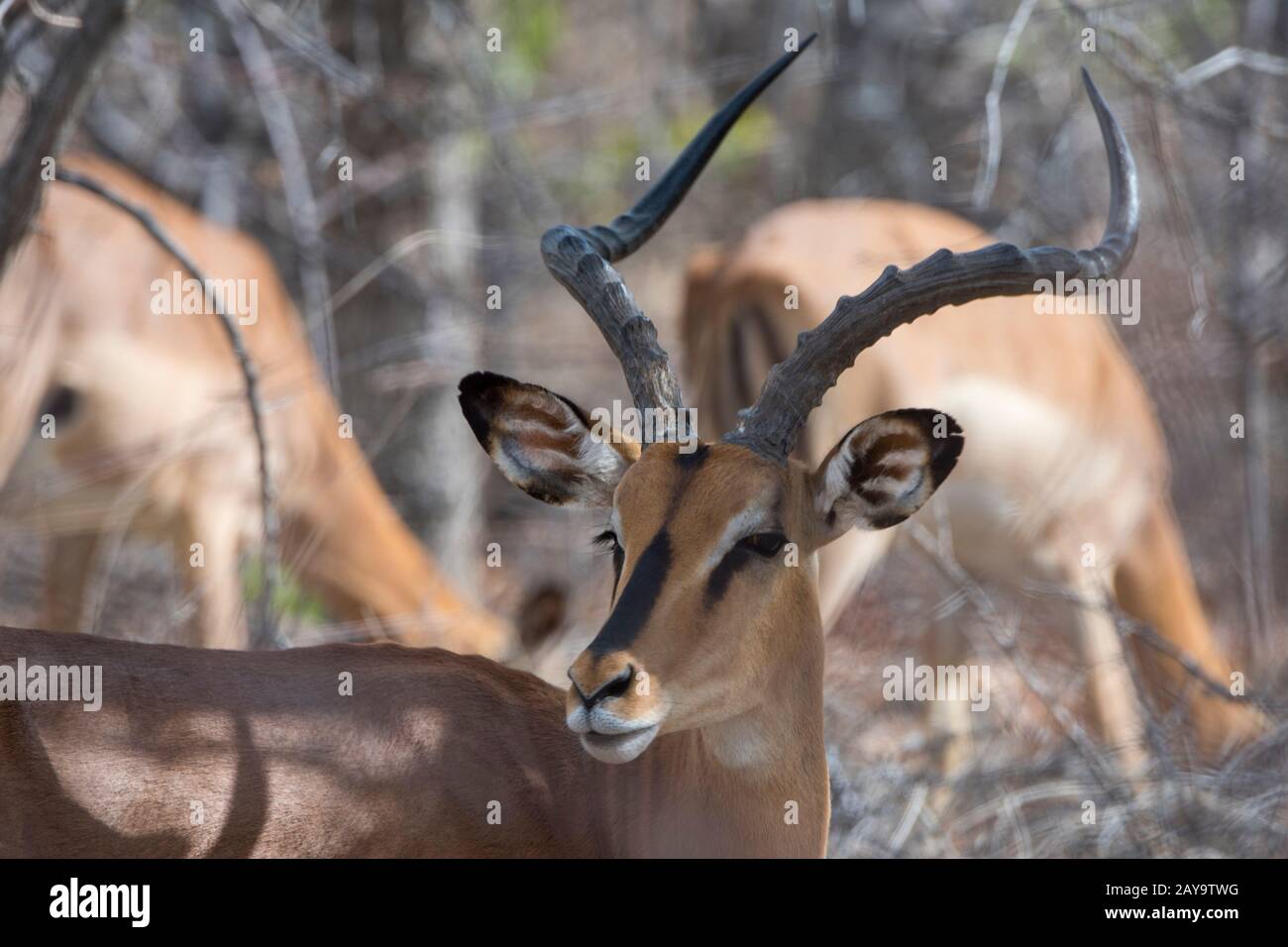 Black faced impalas hi-res stock photography and images - Alamy