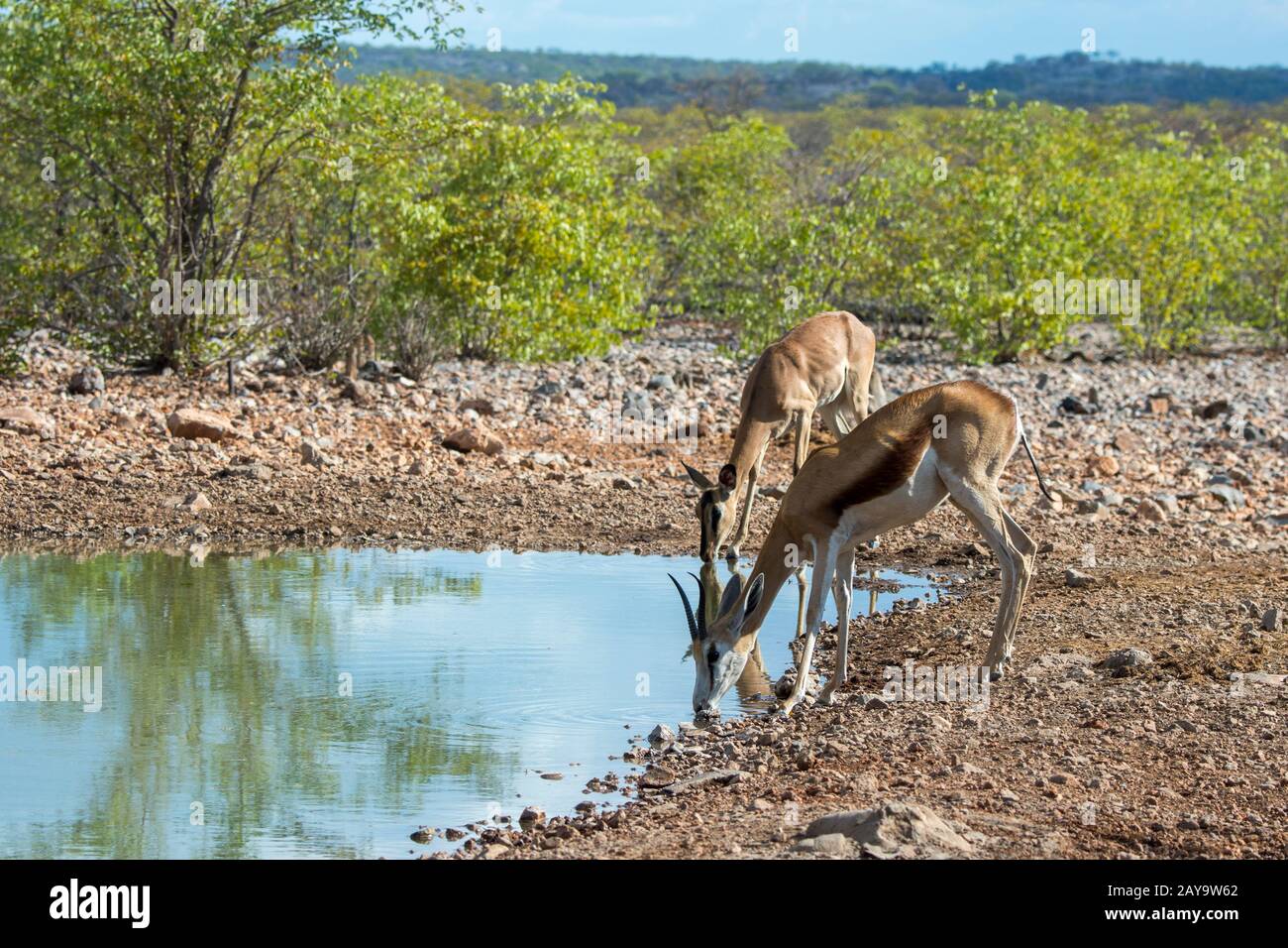 The springbok and the impala hi-res stock photography and images - Alamy