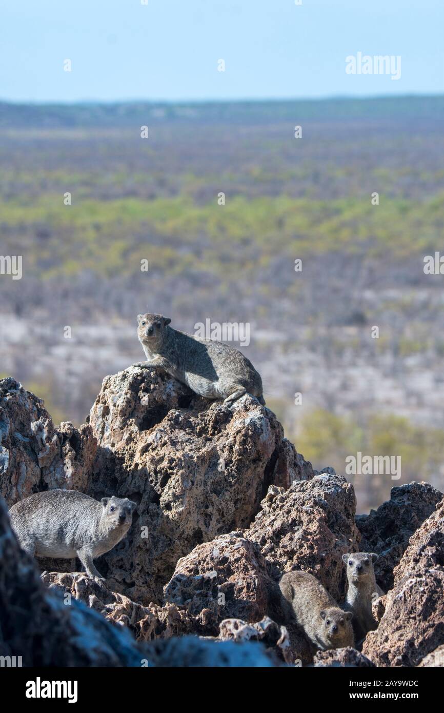 A rock hyrax (Procavia capensis), also called dassie, Cape hyrax, rock ...