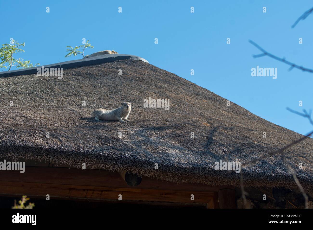 African rabbit hi-res stock photography and images - Alamy