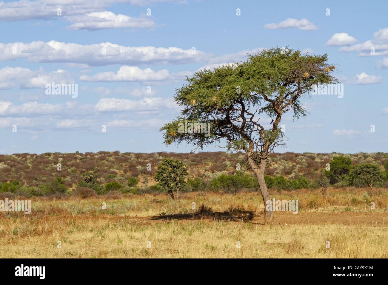 Camel thorn tree hi-res stock photography and images - Alamy