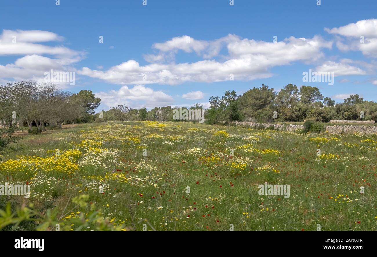 Spring in Mallorca Stock Photo - Alamy