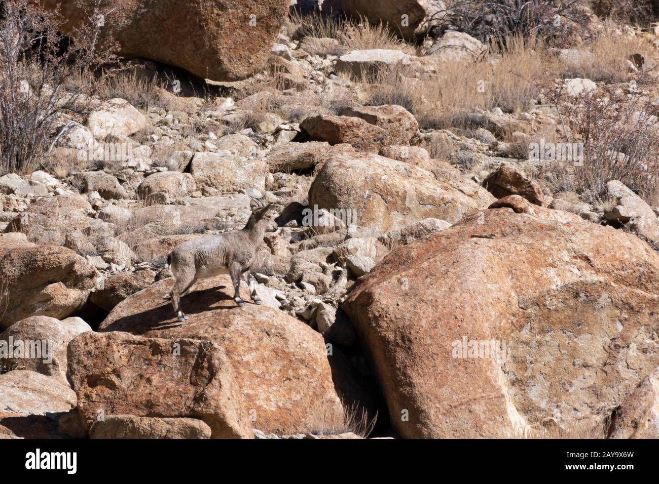 Uriel sheep hi-res stock photography and images - Alamy