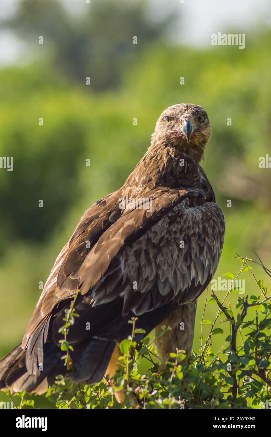 Raven and eagle hi-res stock photography and images - Alamy