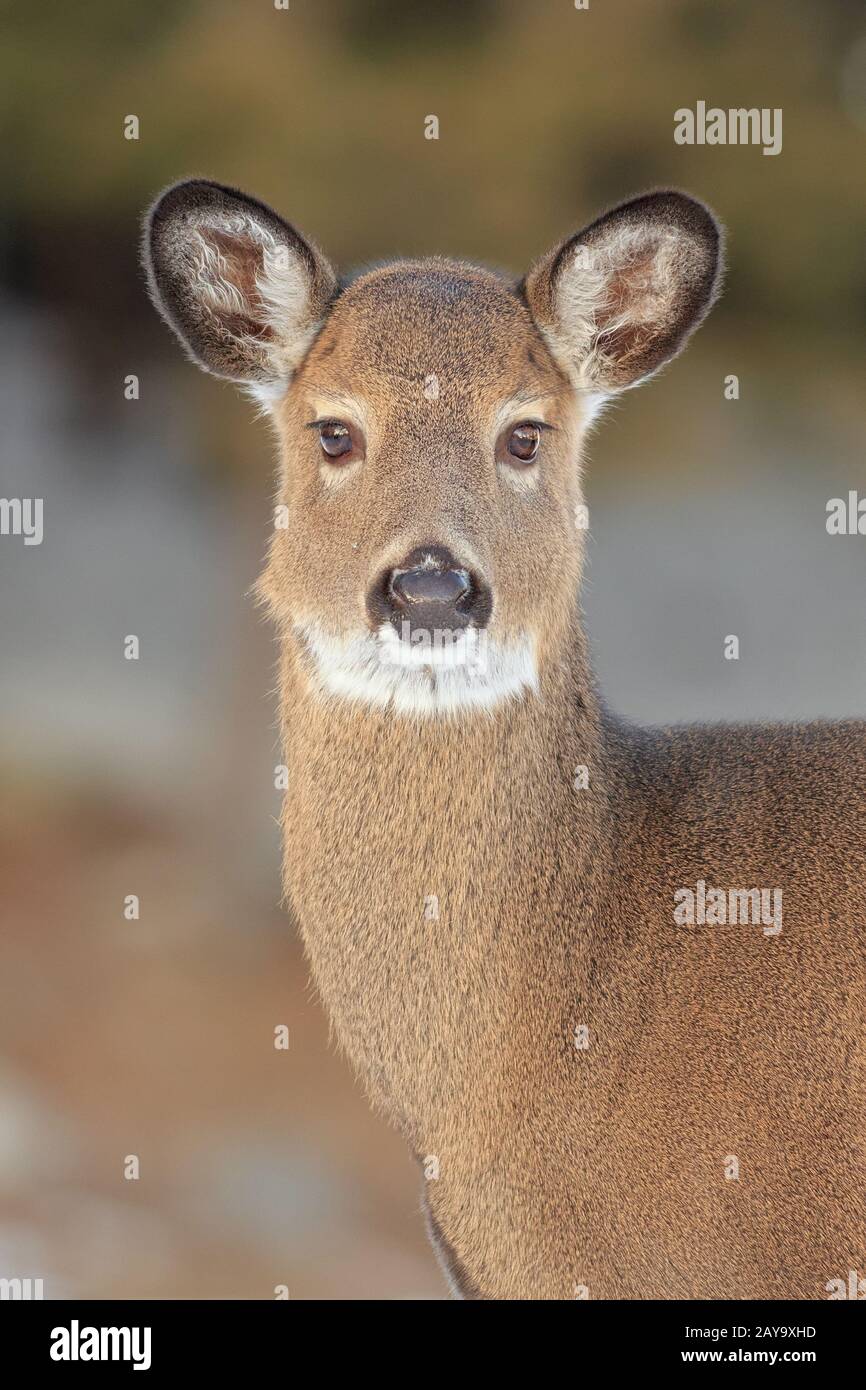White deer in nature hi-res stock photography and images - Alamy
