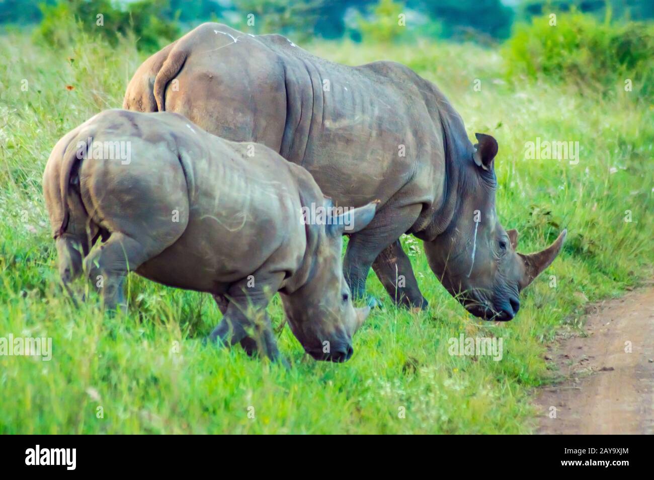 Female white rhinoceros and her cub in the savannah Stock Photo - Alamy