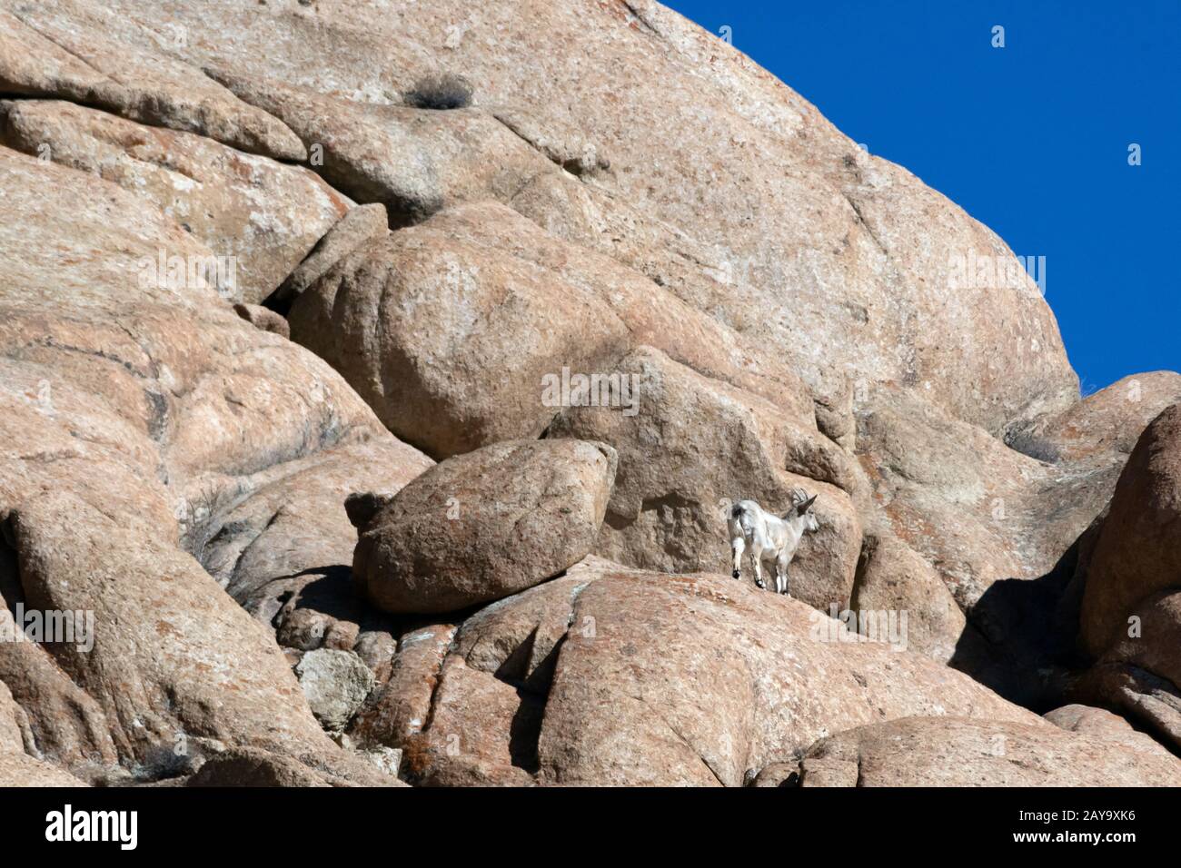 Urial High Resolution Stock Photography and Images - Alamy