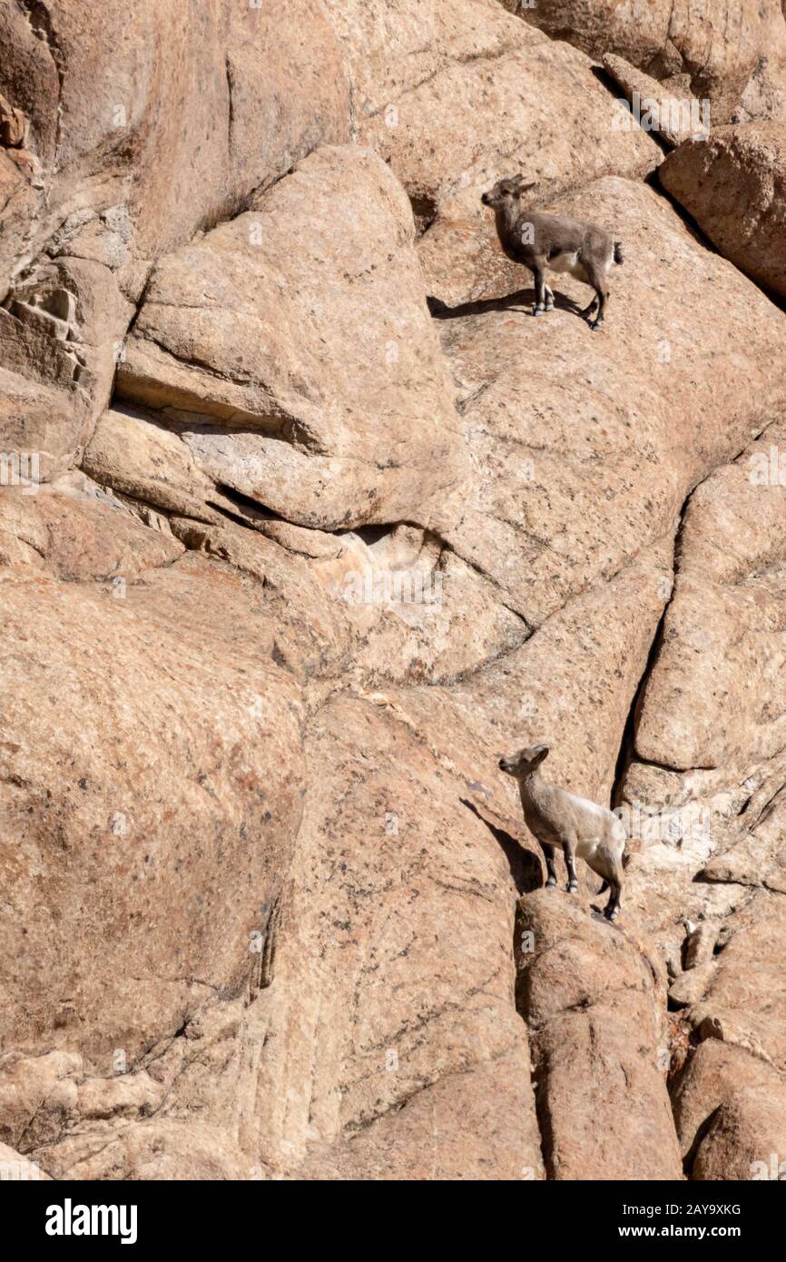 Urial sheep hi-res stock photography and images - Alamy