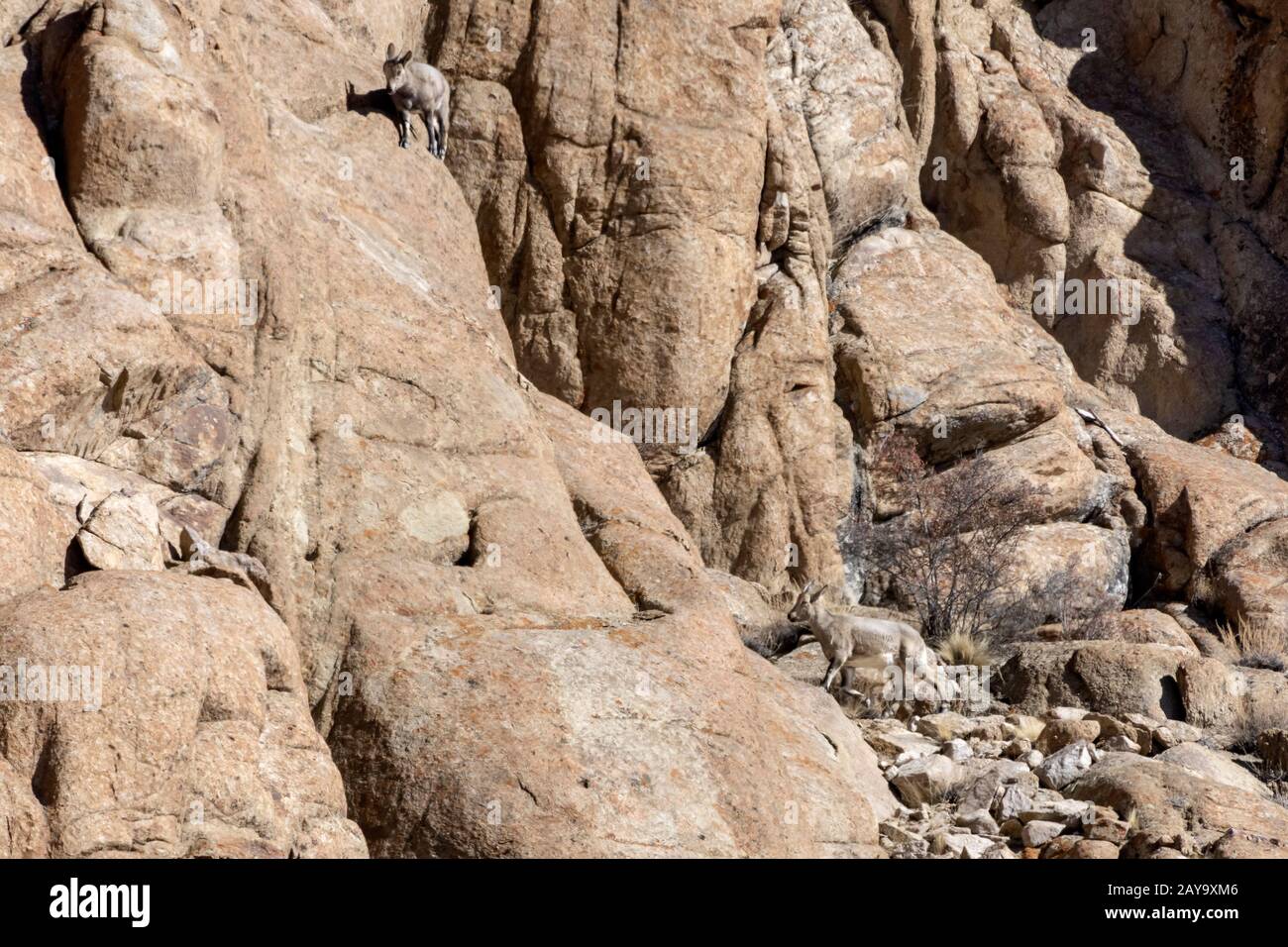 Urial High Resolution Stock Photography and Images - Alamy