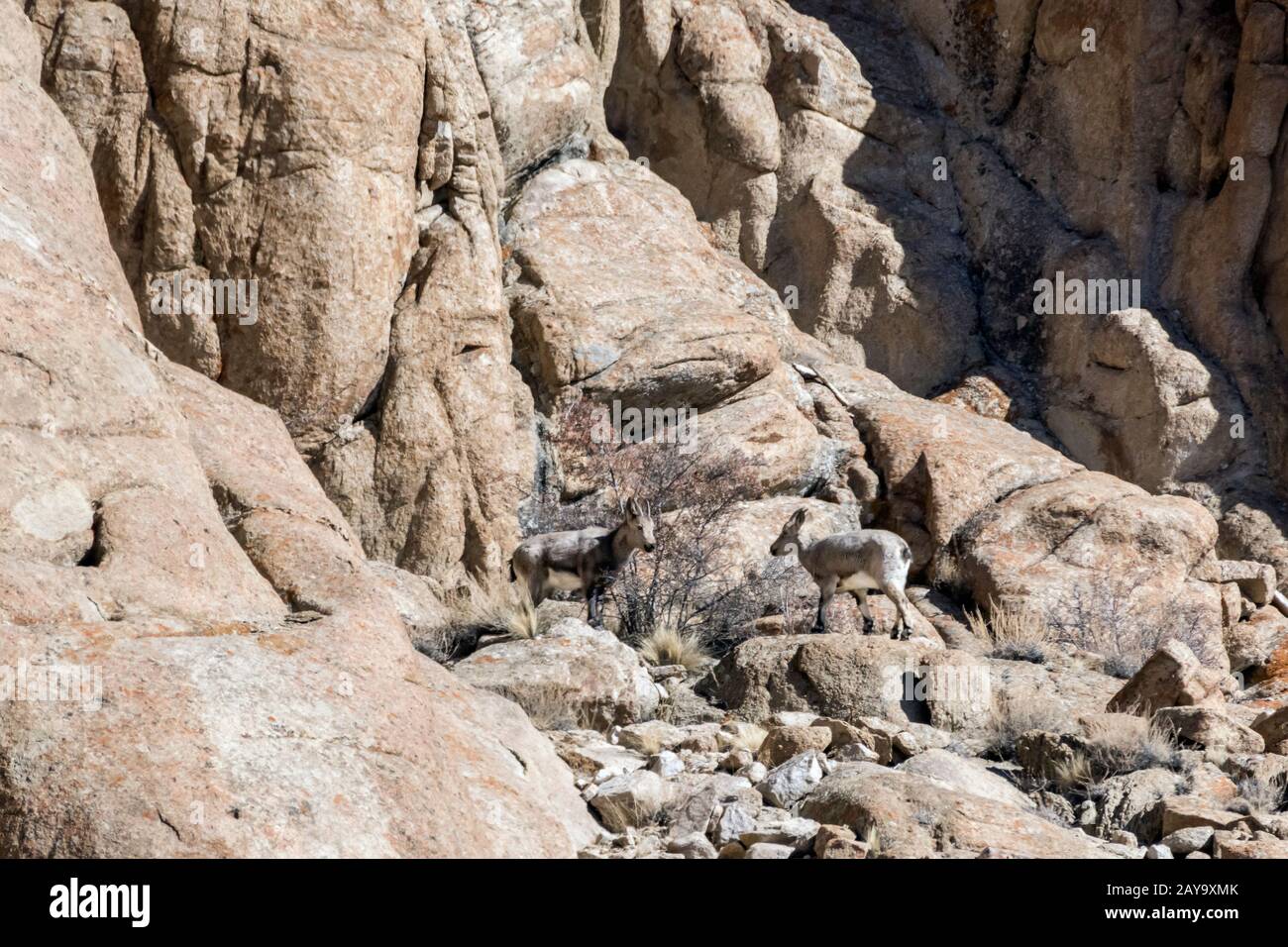 Female and juvenile urial on granite cliff face, near Saraks, Ladakh ...