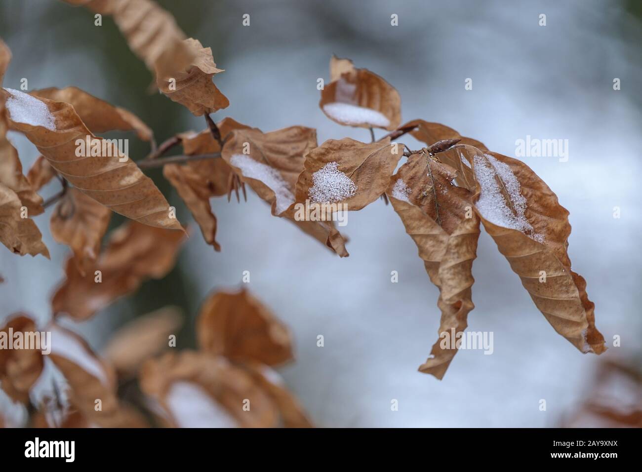 Dried out leaves hi-res stock photography and images - Alamy