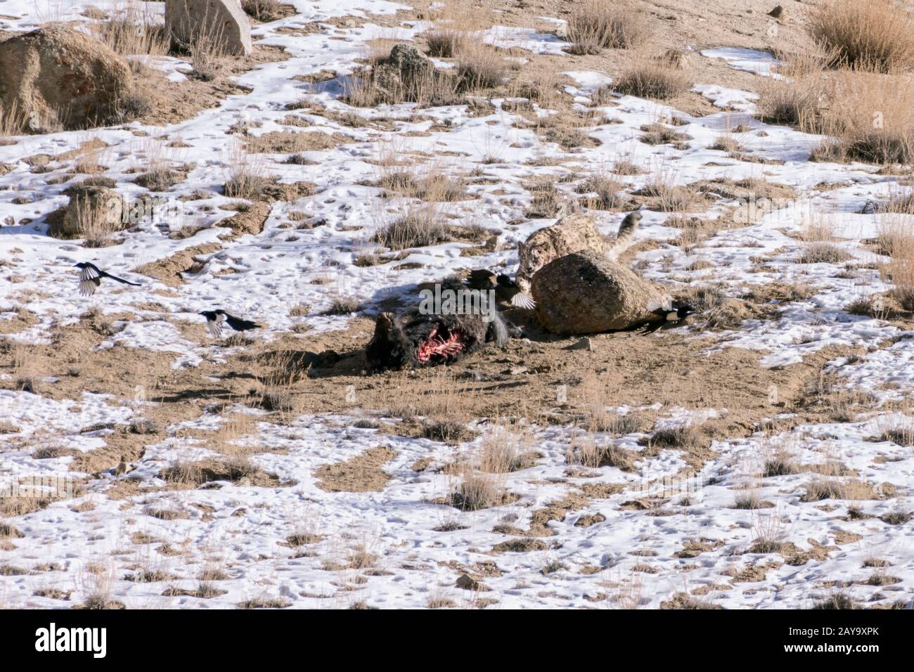 Snow leopard chasing magpies from yak kill, Ulley, Ladakh, India Stock ...