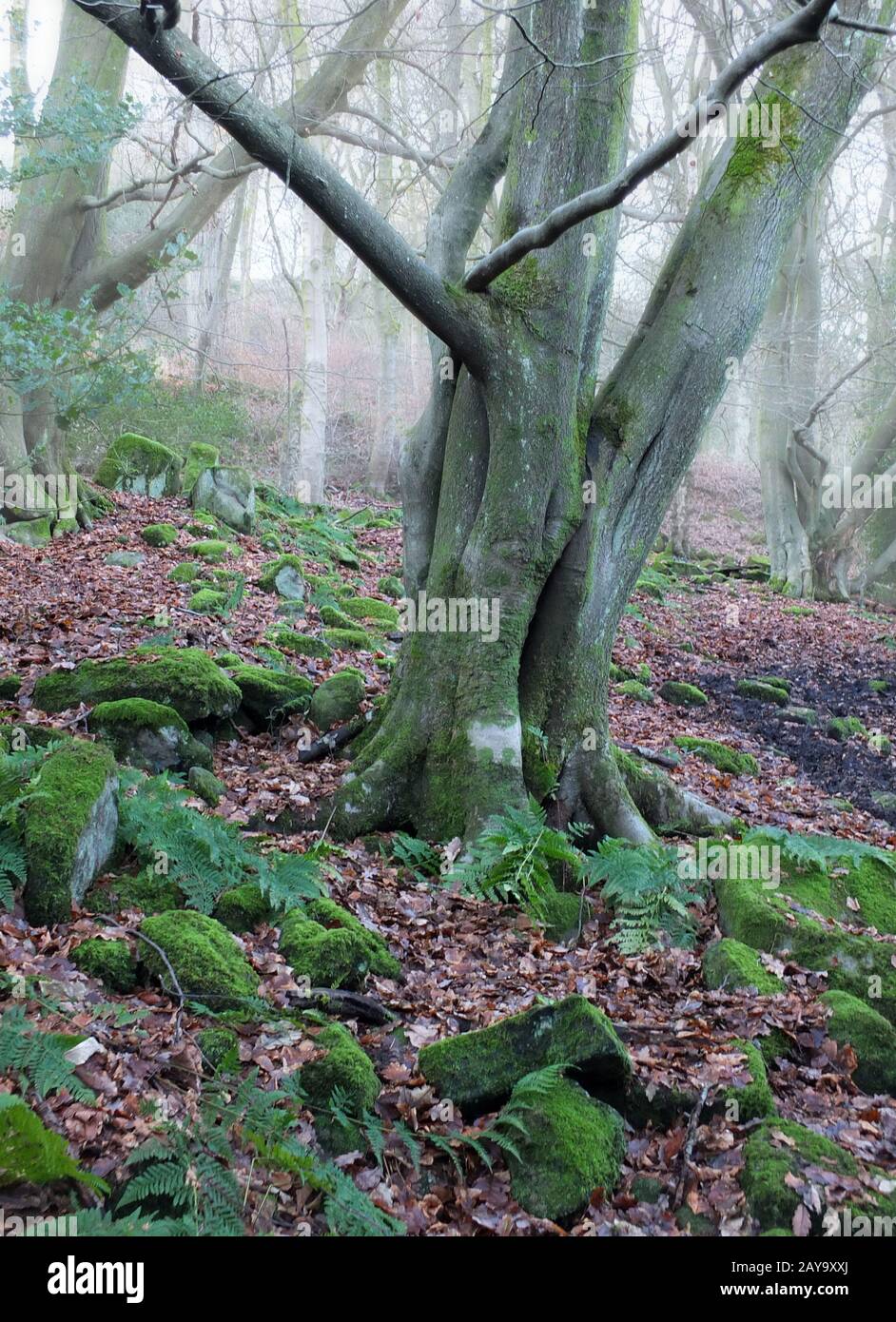 Tree shrouded in mist hi-res stock photography and images - Alamy