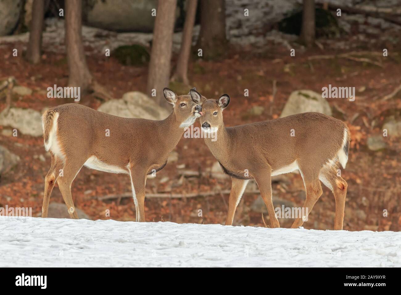 Two White-tailed Deer have a bonding moment in winter Stock Photo - Alamy