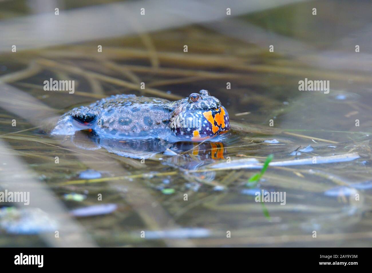 fire bellied toad Stock Photo - Alamy