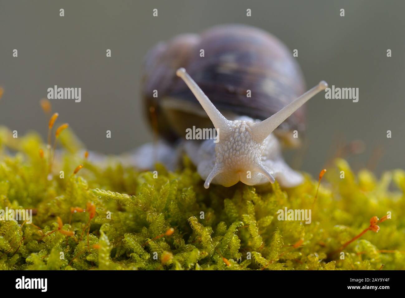 Wild escargot hi-res stock photography and images - Alamy