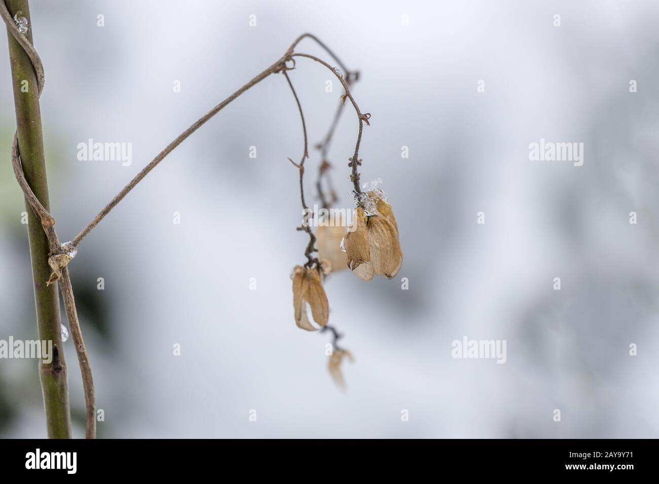 Dried wild hops in winter Stock Photo - Alamy