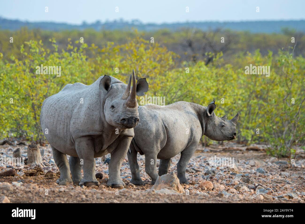 A White rhinoceros or square-lipped rhinoceros (Ceratotherium simum ...