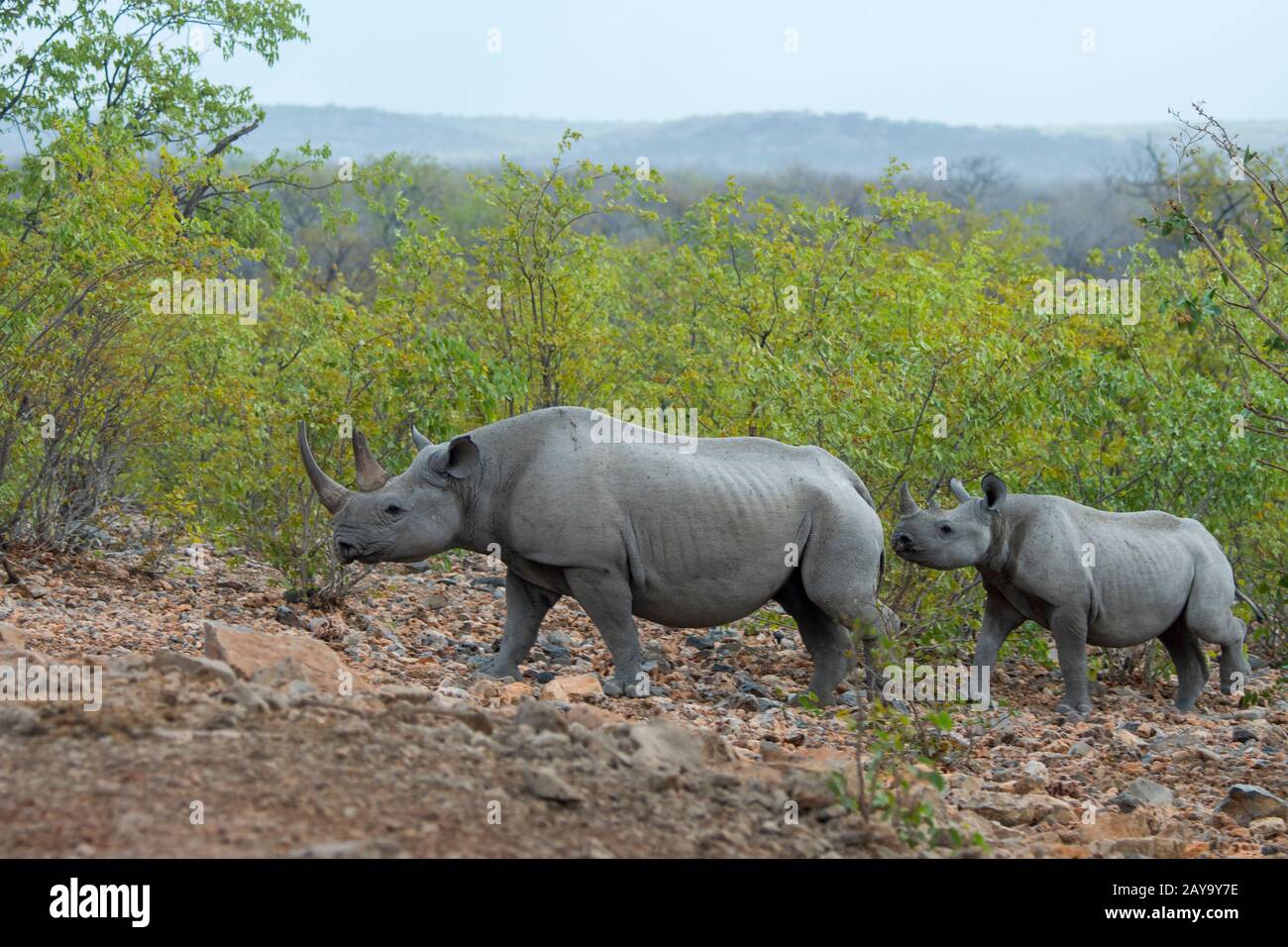 A White rhinoceros or square-lipped rhinoceros (Ceratotherium simum ...