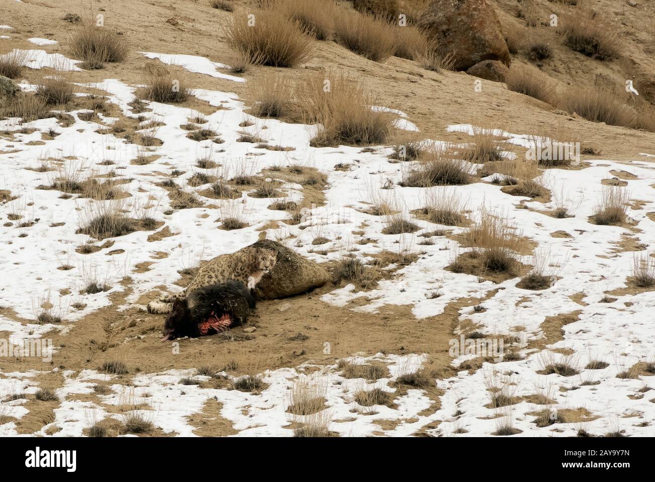 Snow leopard on yak kill, Ulley, Ladakh Stock Photo - Alamy