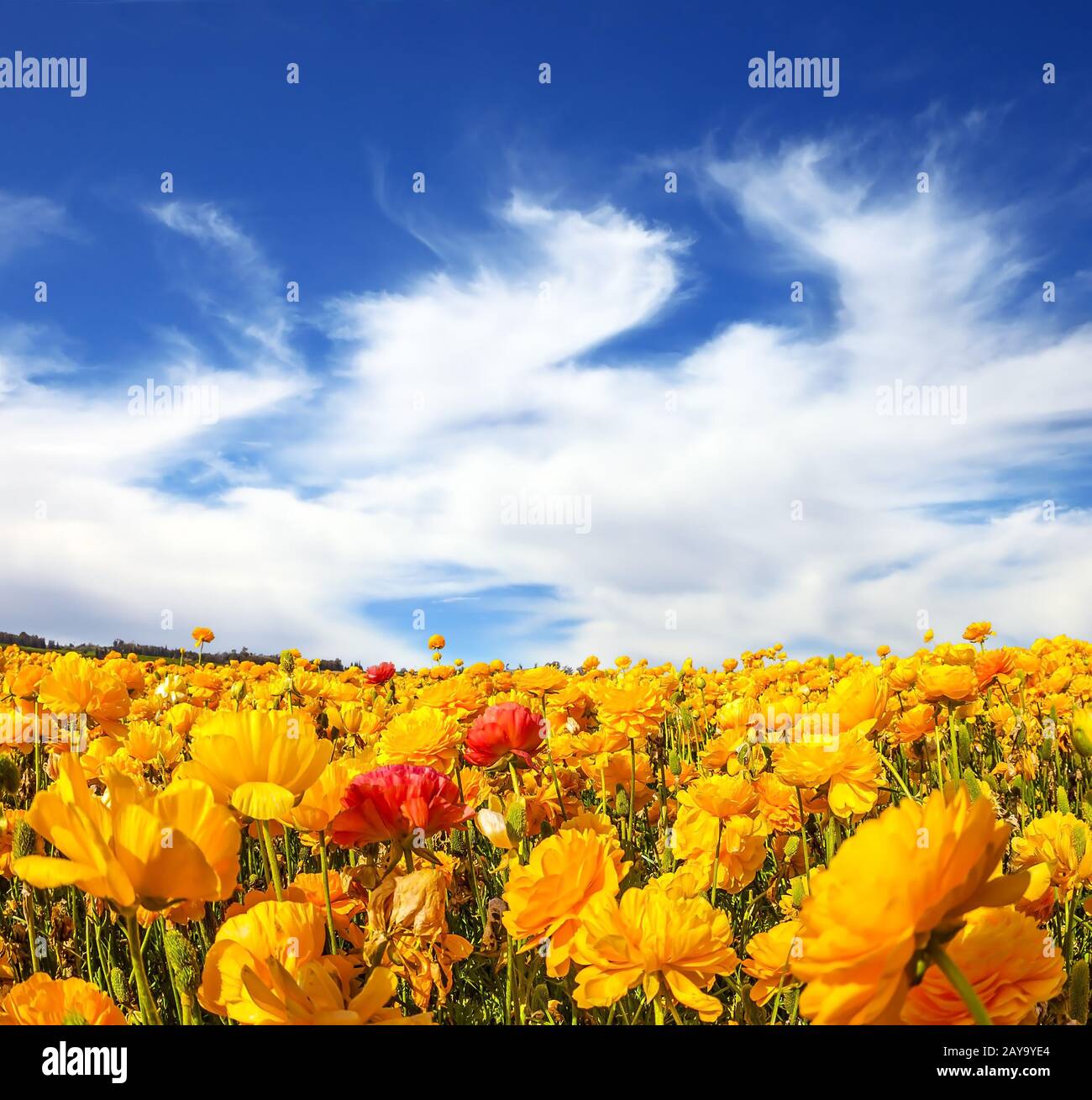 The wind fresh hi-res stock photography and images - Alamy