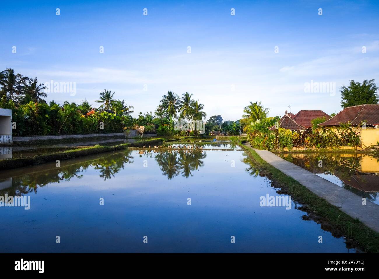 Ubud forest bali rice field hi-res stock photography and images - Alamy