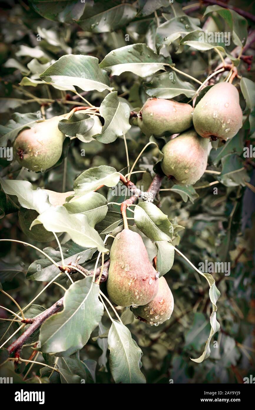 Ripening pears on the branches of a tree Stock Photo - Alamy