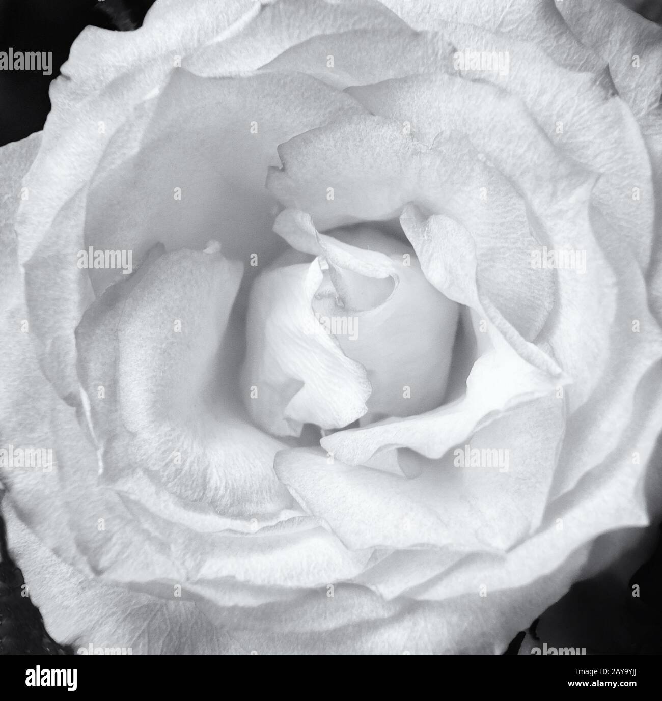 Single white rose hi-res stock photography and images - Alamy