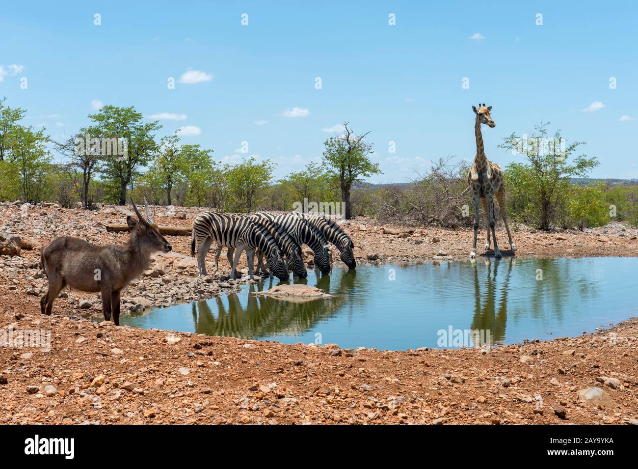 Common angolan giraffe hi-res stock photography and images - Alamy