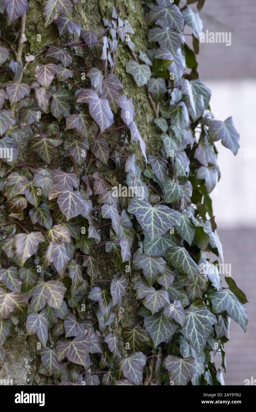 Ivy Vines High Resolution Stock Photography and Images - Alamy