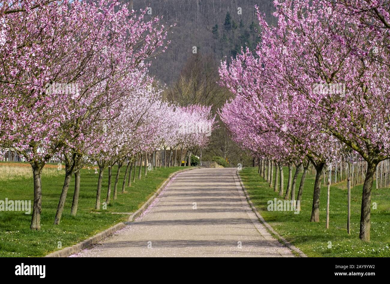 Flowering almond trees (Prunus dulcis Stock Photo - Alamy