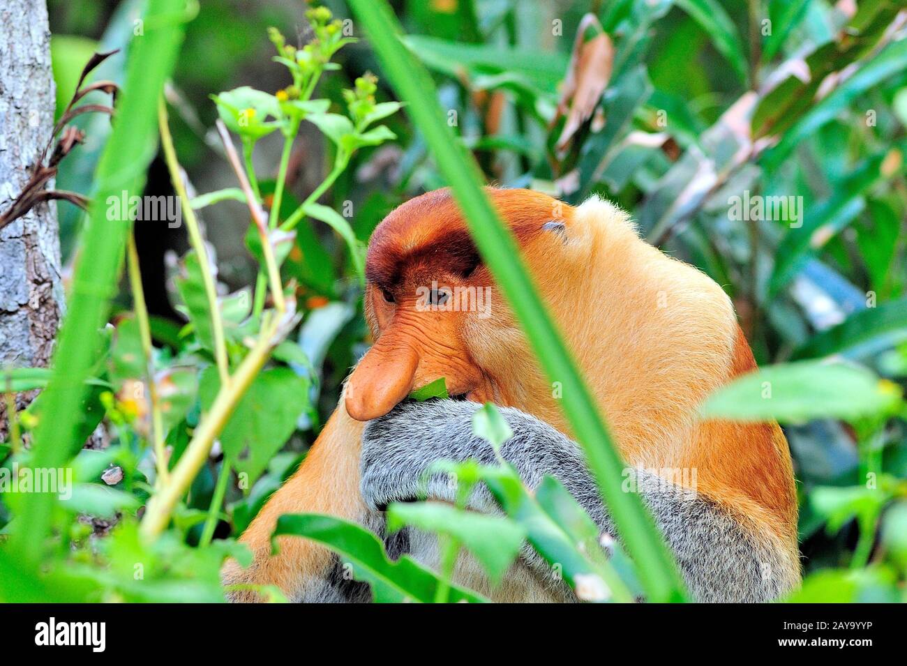 Nasalis Larvatus Male And Female High Resolution Stock Photography and ...