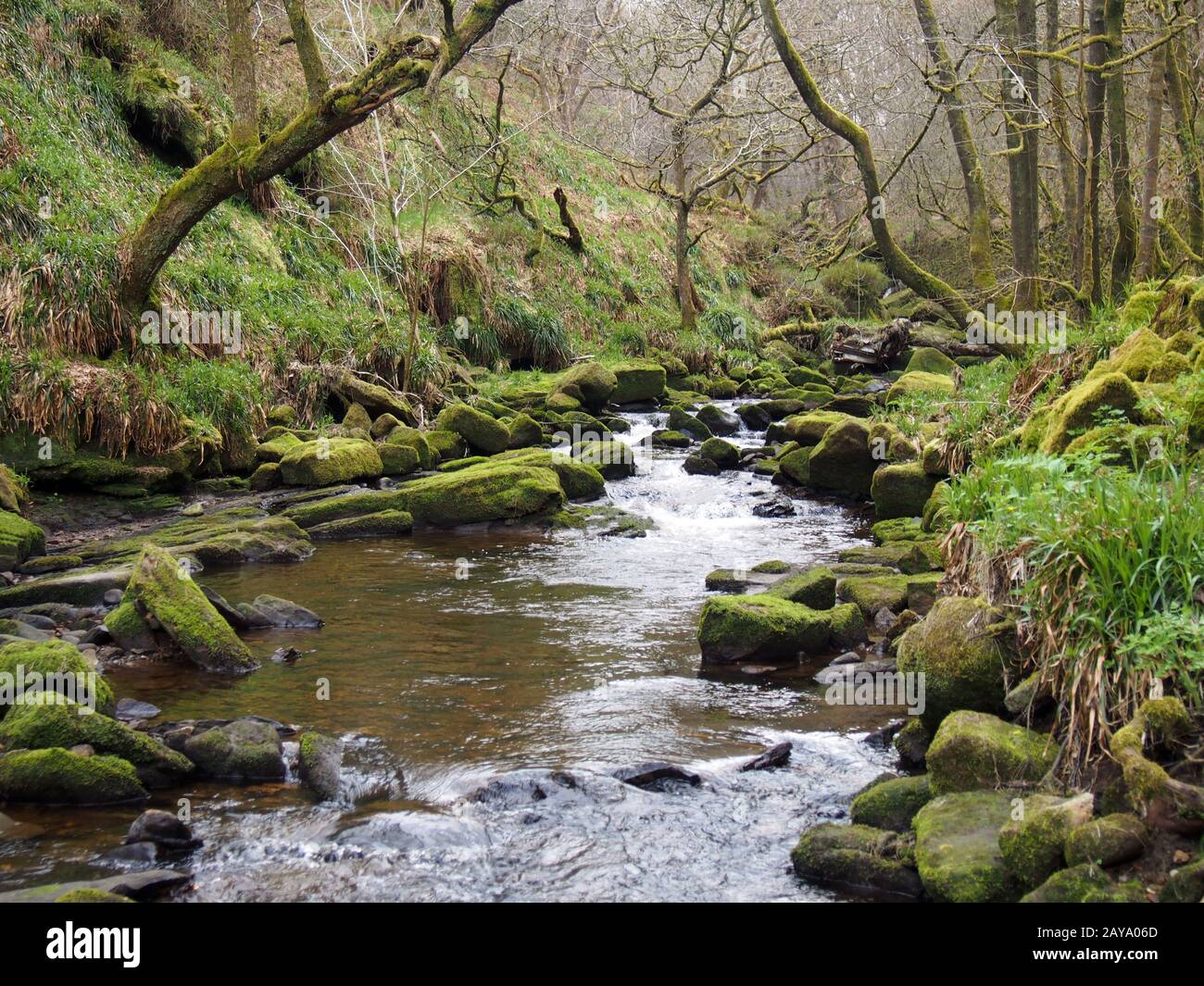 Moss rocks trees hi-res stock photography and images - Alamy