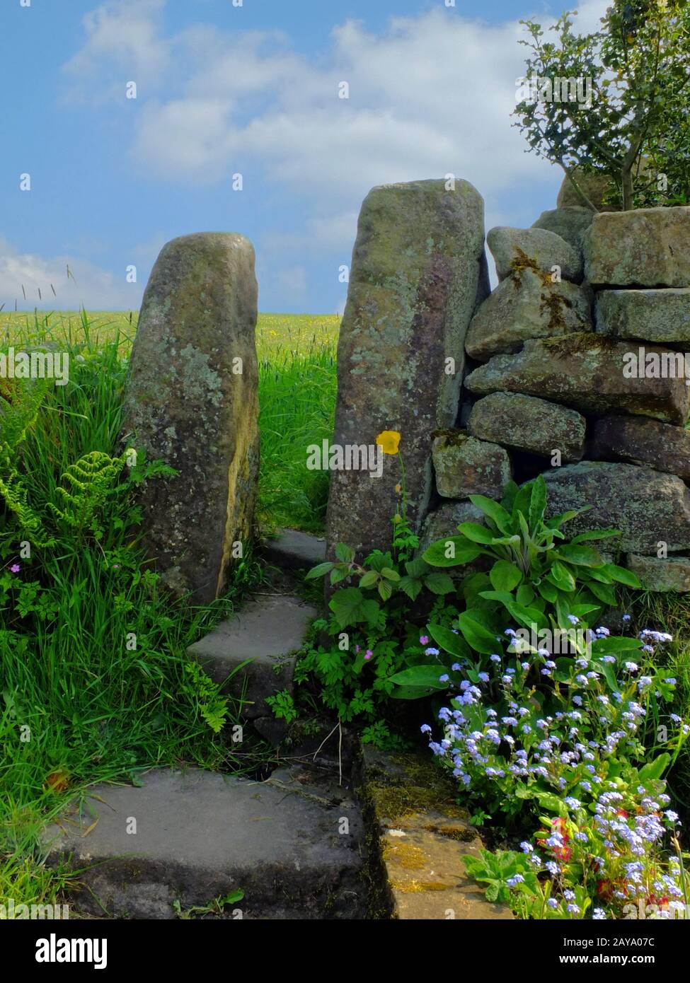 traditional stone gate or stile in a dry stone wall with flowers and ...