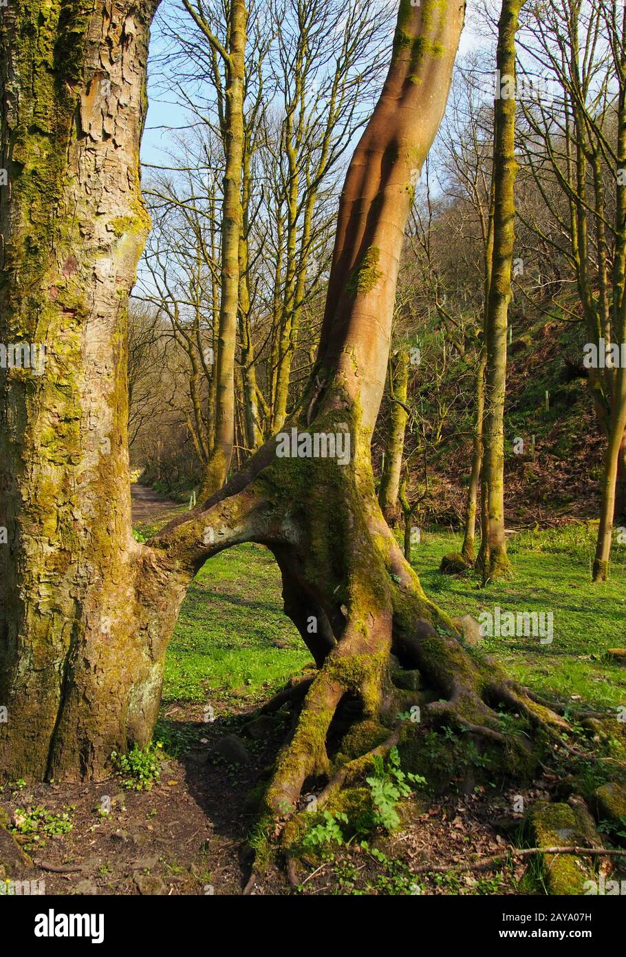 tall beech trees with joined exposed twisted roots in a grass covered ...