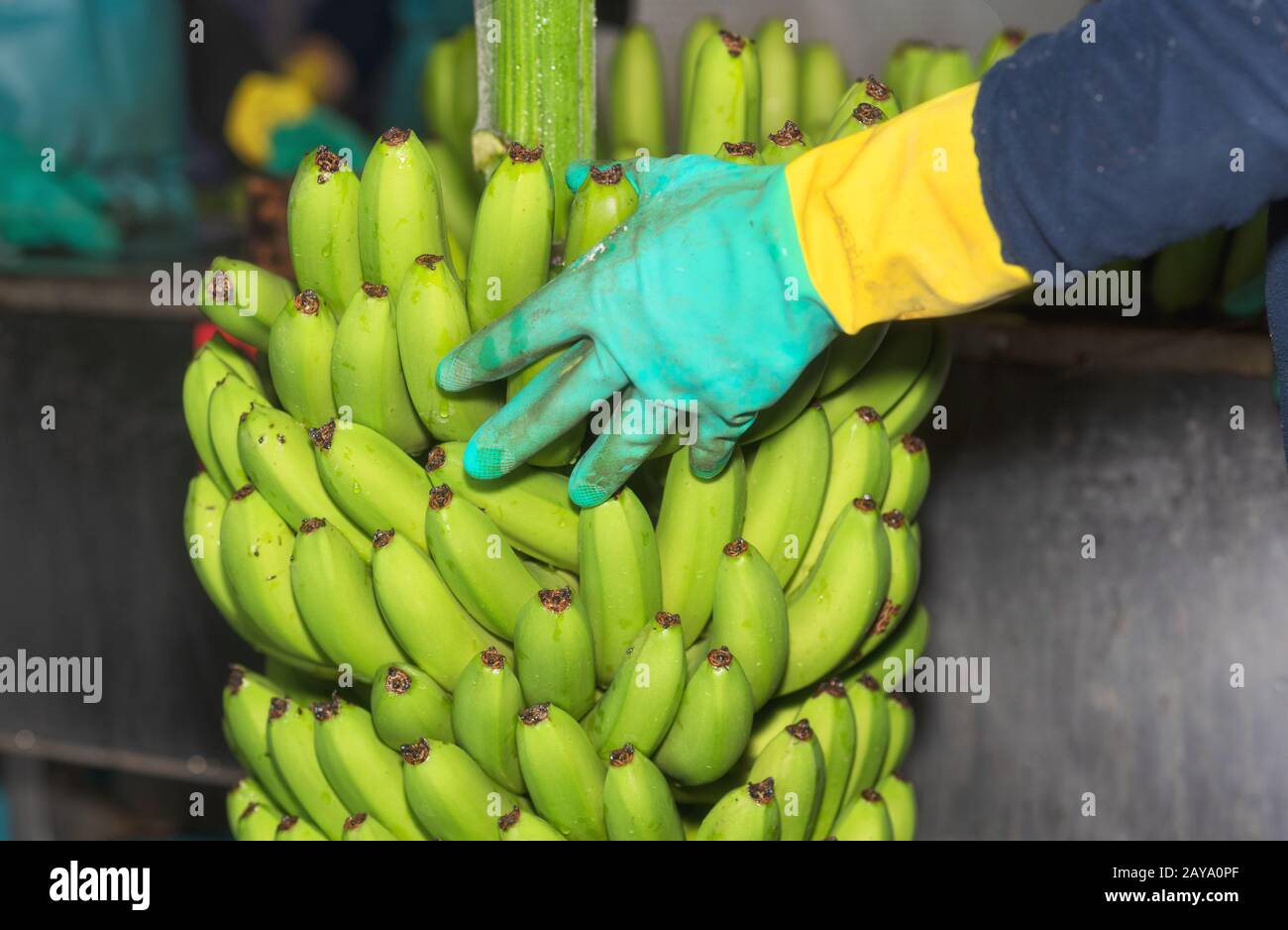 close up of a man cutting the green banana branches at banana farm ...