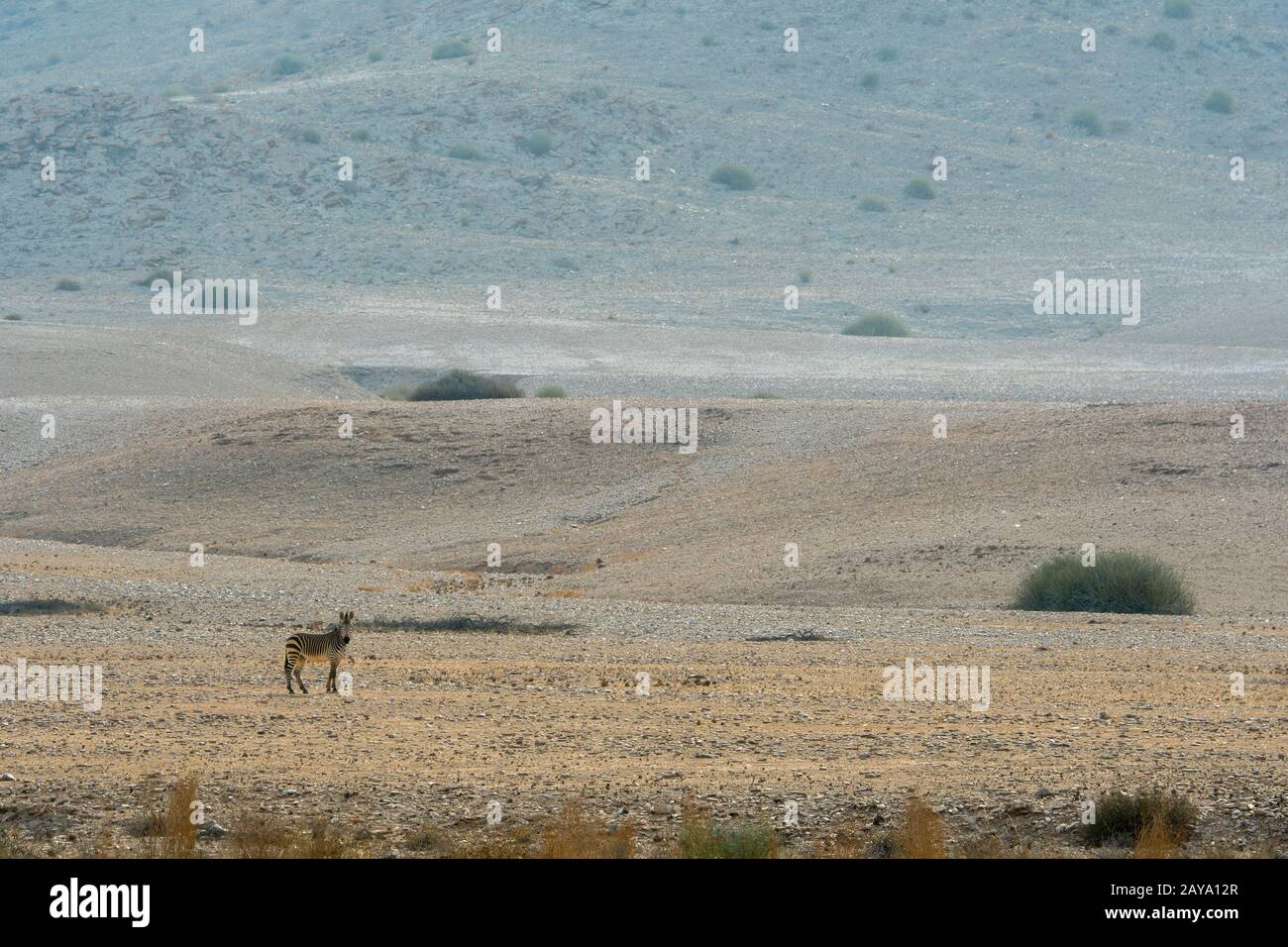 A Hartmanns mountain zebra ( Equus zebra hartmannae) in the desert ...