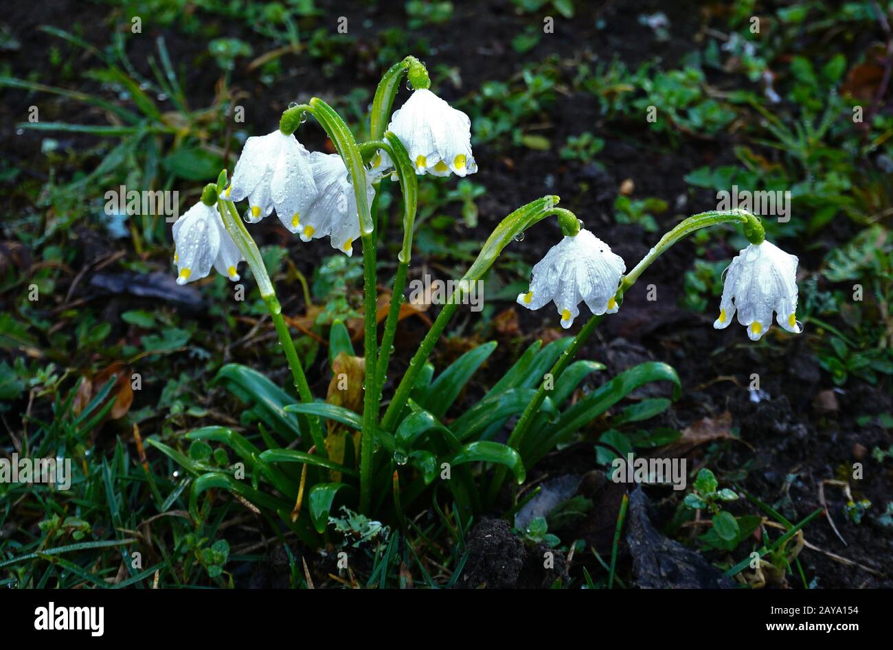 spring snowflake, Leucojum vernum Stock Photo - Alamy