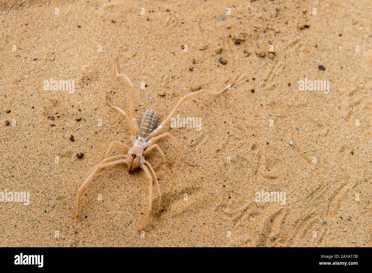 Golden wheel spider hi-res stock photography and images - Alamy